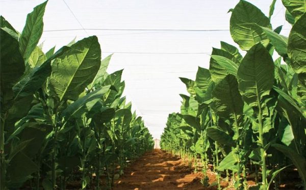 Nothing lesser than the best leaf for a Habano – Cohiba Atmosphere ...