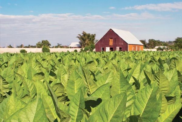 Nothing lesser than the best leaf for a Habano – Cohiba Atmosphere ...